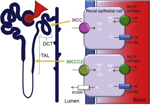 NKCC转运蛋白药物开发1 | 欧罗拉