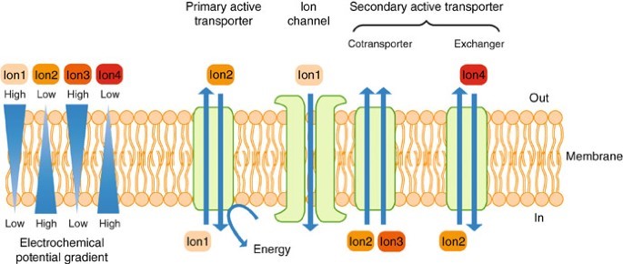NKCC转运蛋白药物开发 | 欧罗拉